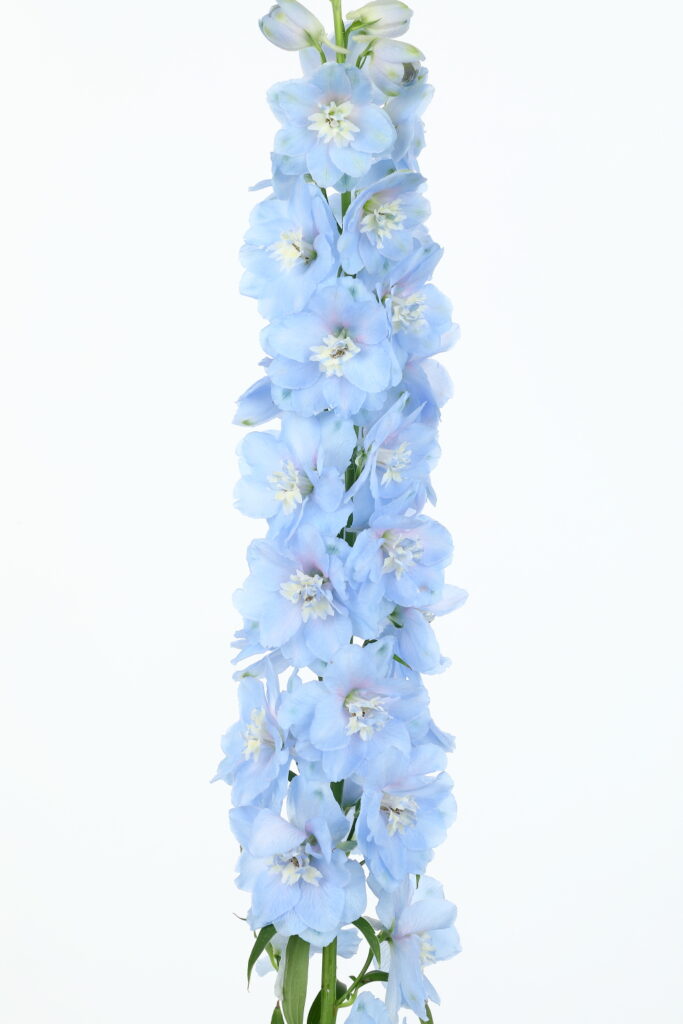 Candle - Sakata Ornamentals