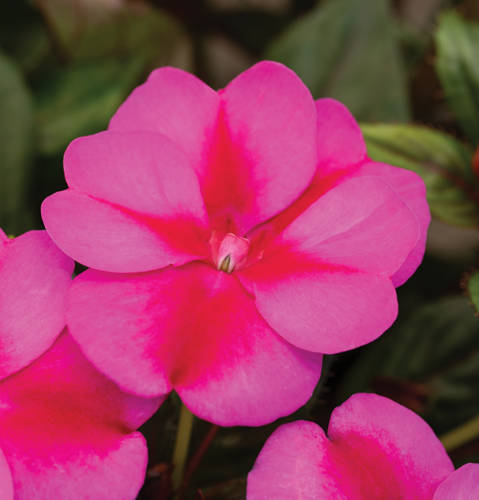 SunPatiens® Compact - Sakata Ornamentals