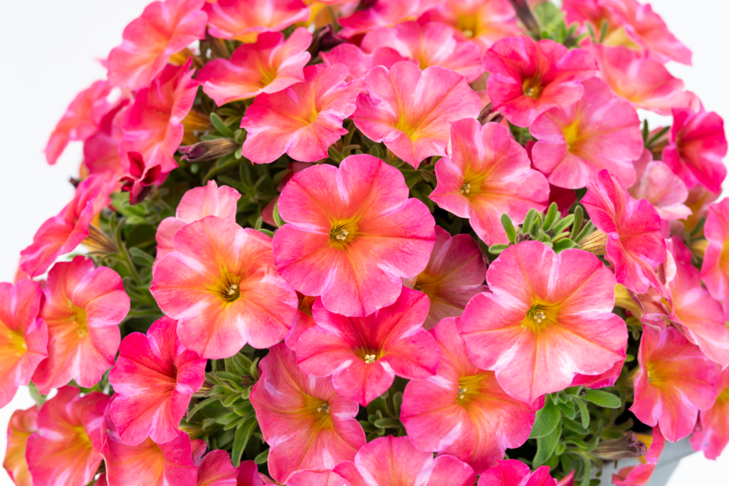 SuperCal® - Sakata Ornamentals