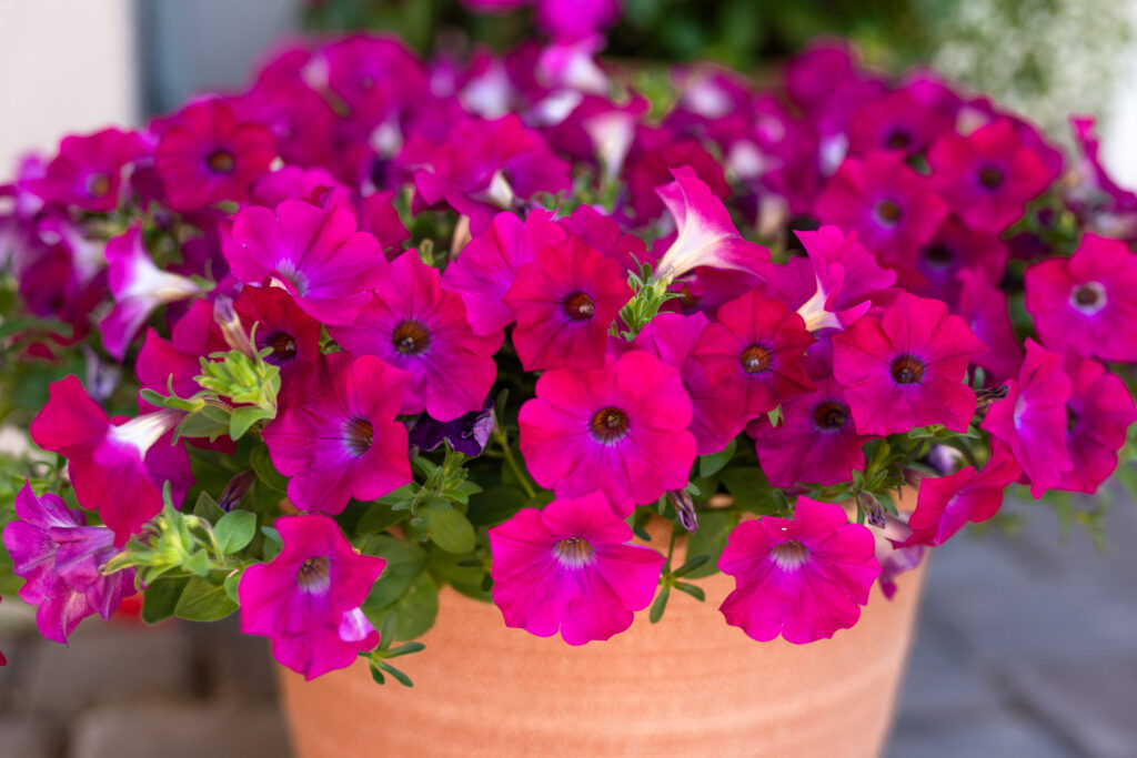 SuperCal® - Sakata Ornamentals