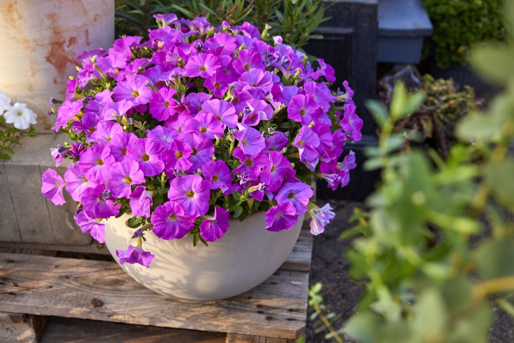 SuperCal® - Sakata Ornamentals