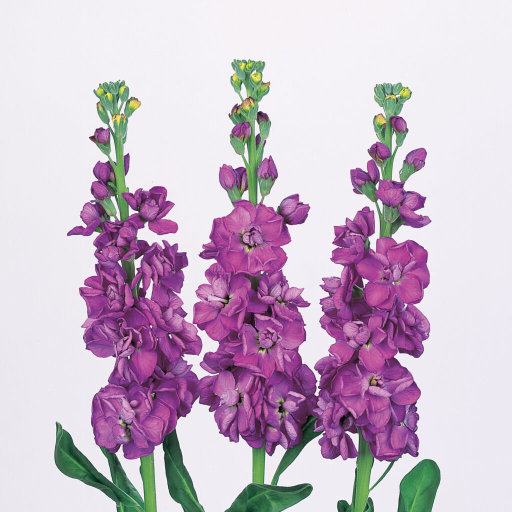 Iron - Sakata Ornamentals