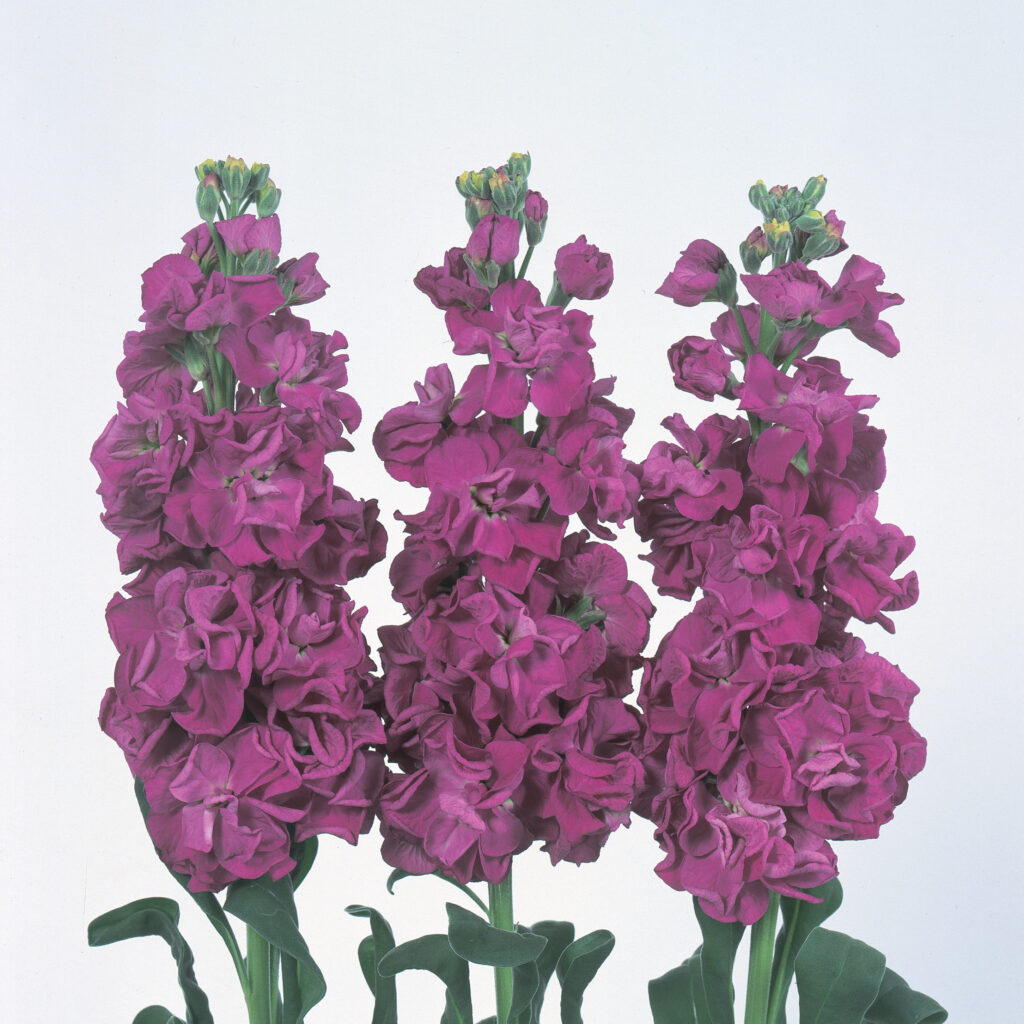 Iron - Sakata Ornamentals