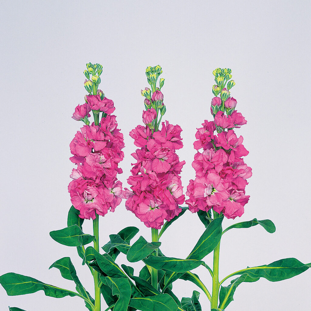 Iron - Sakata Ornamentals