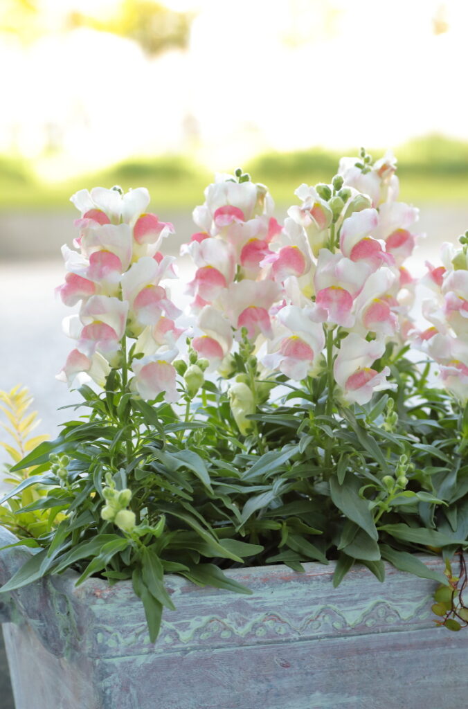 Candy Tops - Sakata Ornamentals