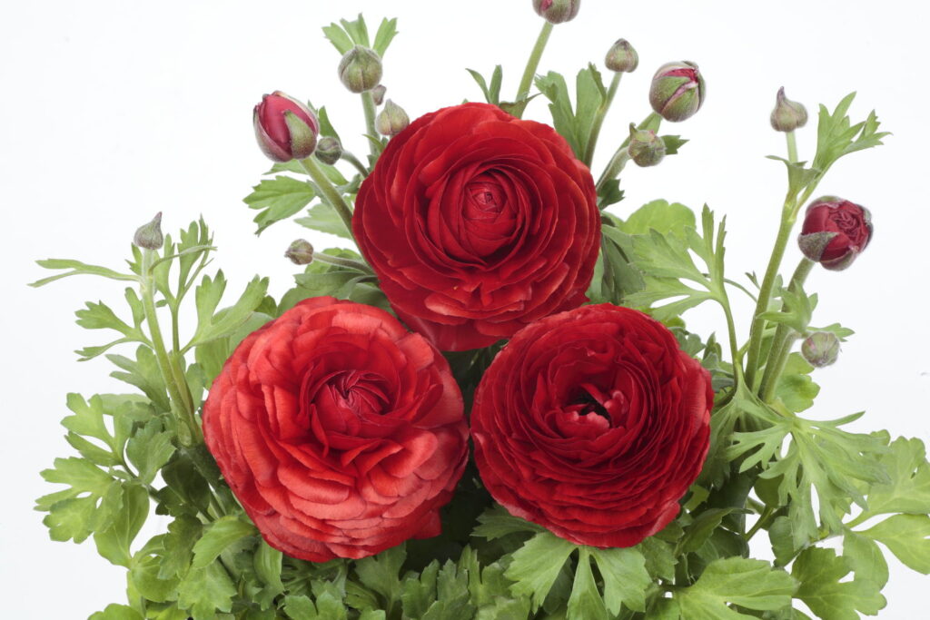 Bloomingdale II - Sakata Ornamentals