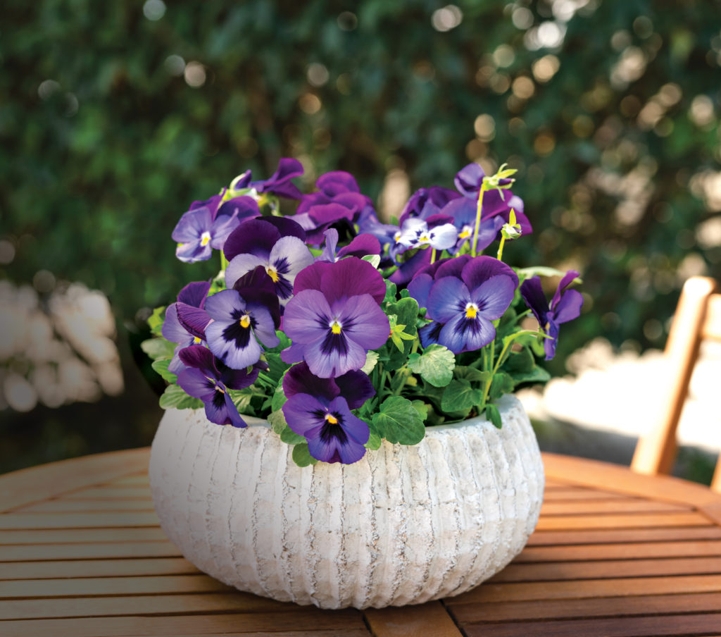 ColorMax - Sakata Ornamentals