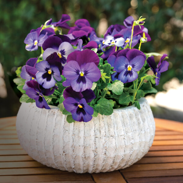 ColorMax - Sakata Ornamentals