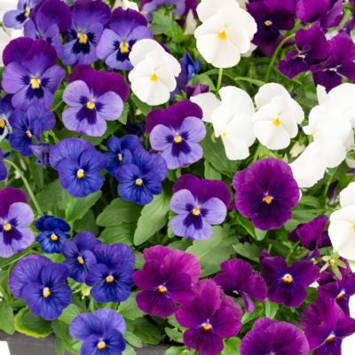 ColorMax - Sakata Ornamentals