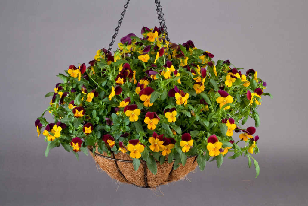 Rebelina - Sakata Ornamentals