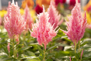 Flamma - Sakata Ornamentals