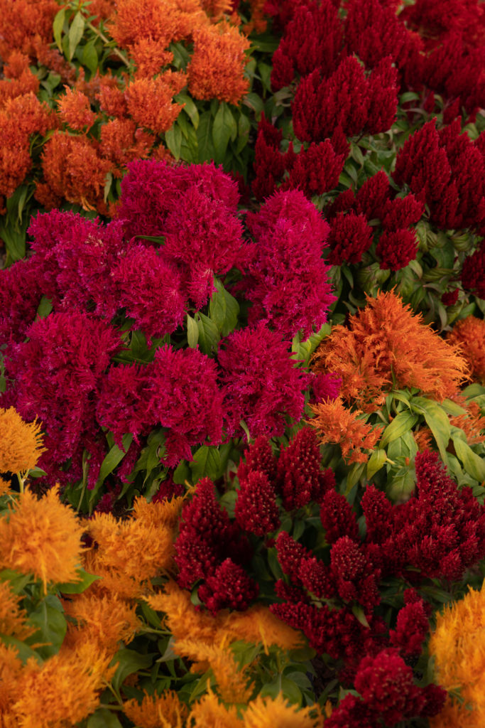 Flamma - Sakata Ornamentals