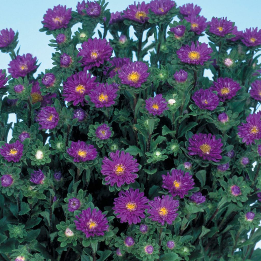 Serenade - Sakata Ornamentals