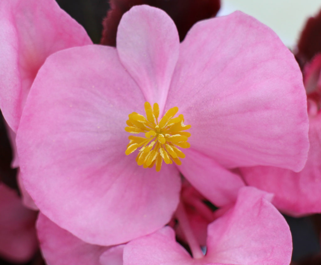 Senator iQ - Sakata Ornamentals