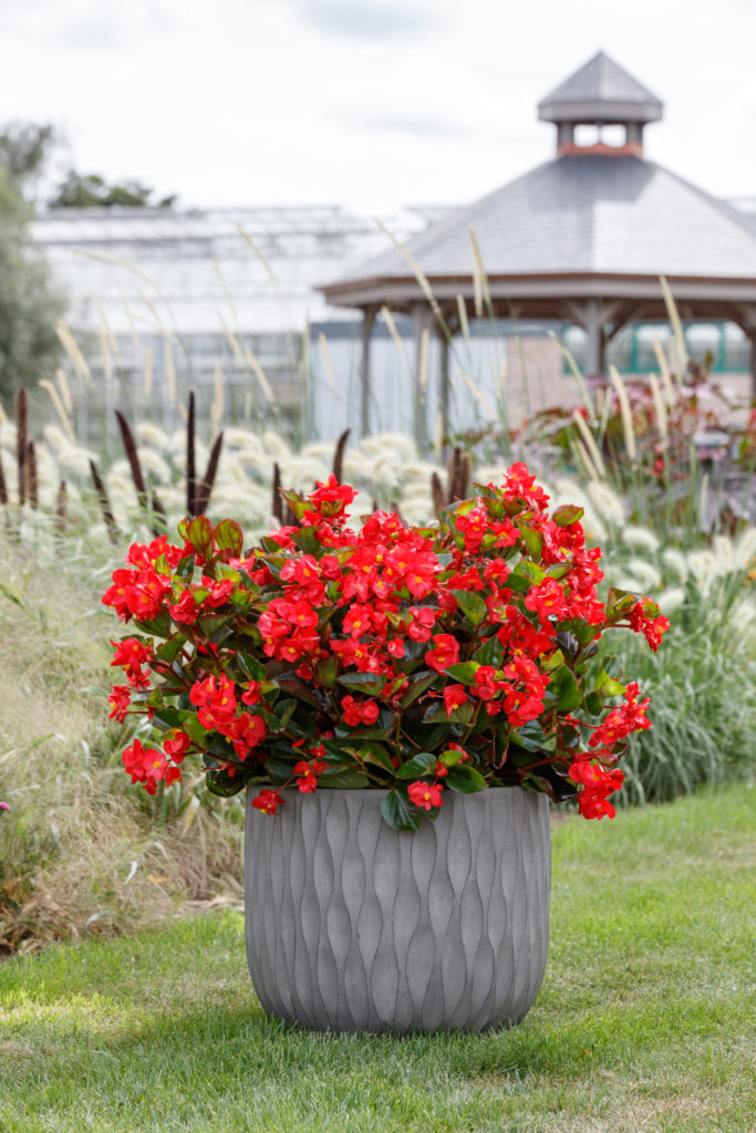 Viking® - Sakata Ornamentals