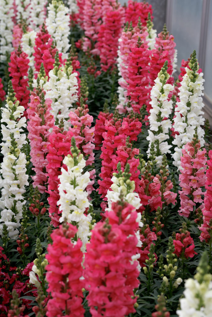 Sonnet - Sakata Ornamentals