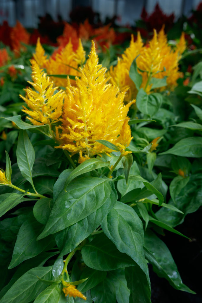 Flamma - Sakata Ornamentals