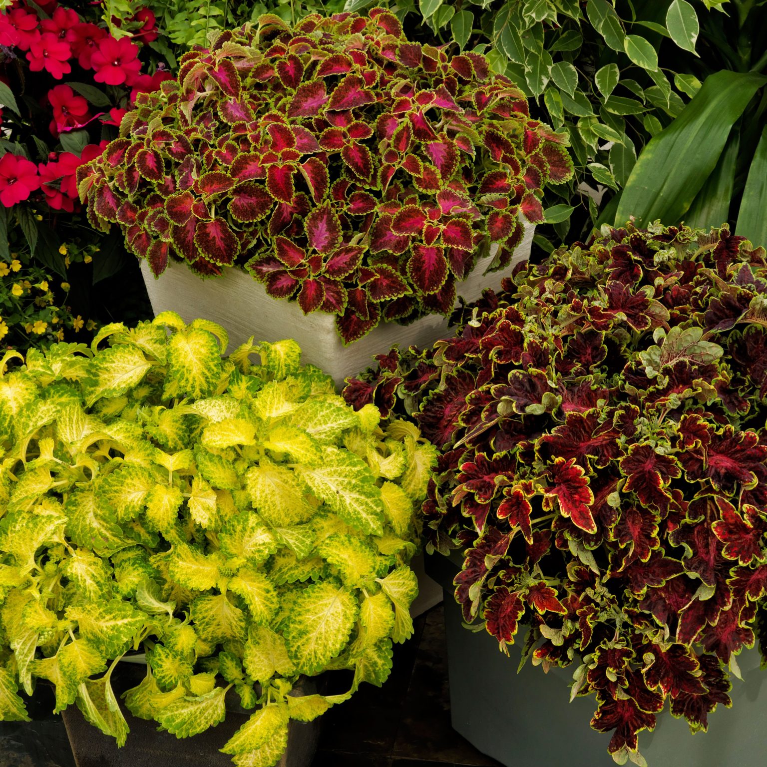 Coleus - Sakata Ornamentals