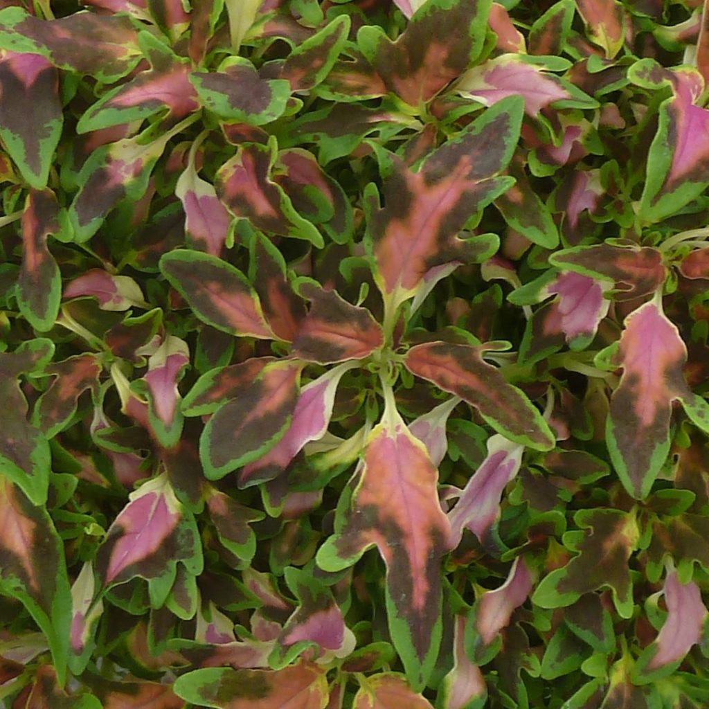 PartyTime™ - Sakata Ornamentals