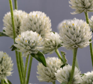 Ping Pong - Sakata Ornamentals