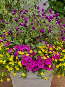 Ping Pong - Sakata Ornamentals