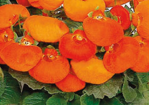 Dainty - Sakata Ornamentals