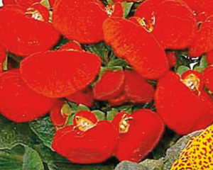 Dainty - Sakata Ornamentals