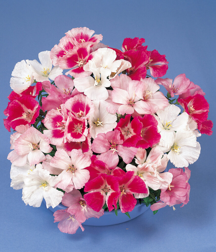 Satin - Sakata Ornamentals