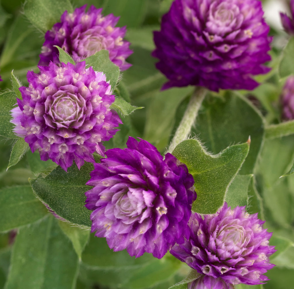 Gomphrena - Sakata Ornamentals