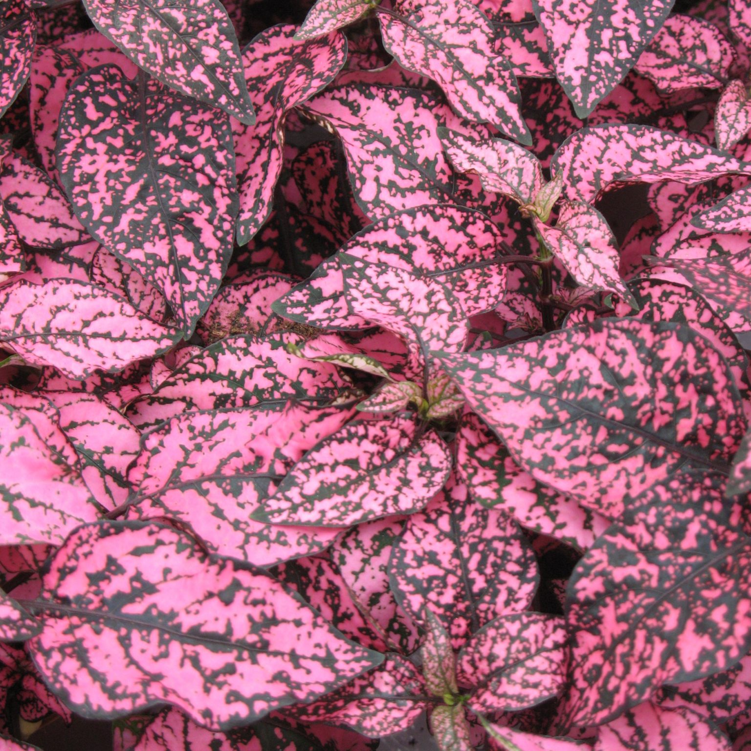Confetti Compact - Sakata Ornamentals