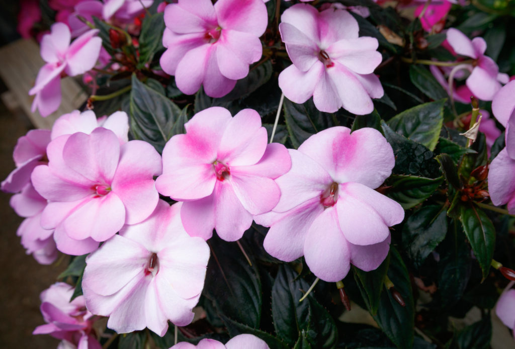 SunPatiens® Compact - Sakata Ornamentals