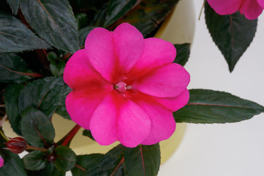 SunPatiens® Compact - Sakata Ornamentals