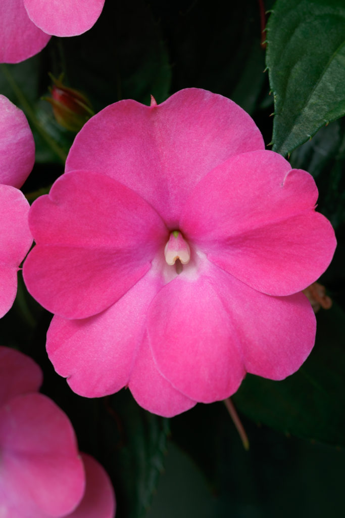 SunPatiens® Compact - Sakata Ornamentals