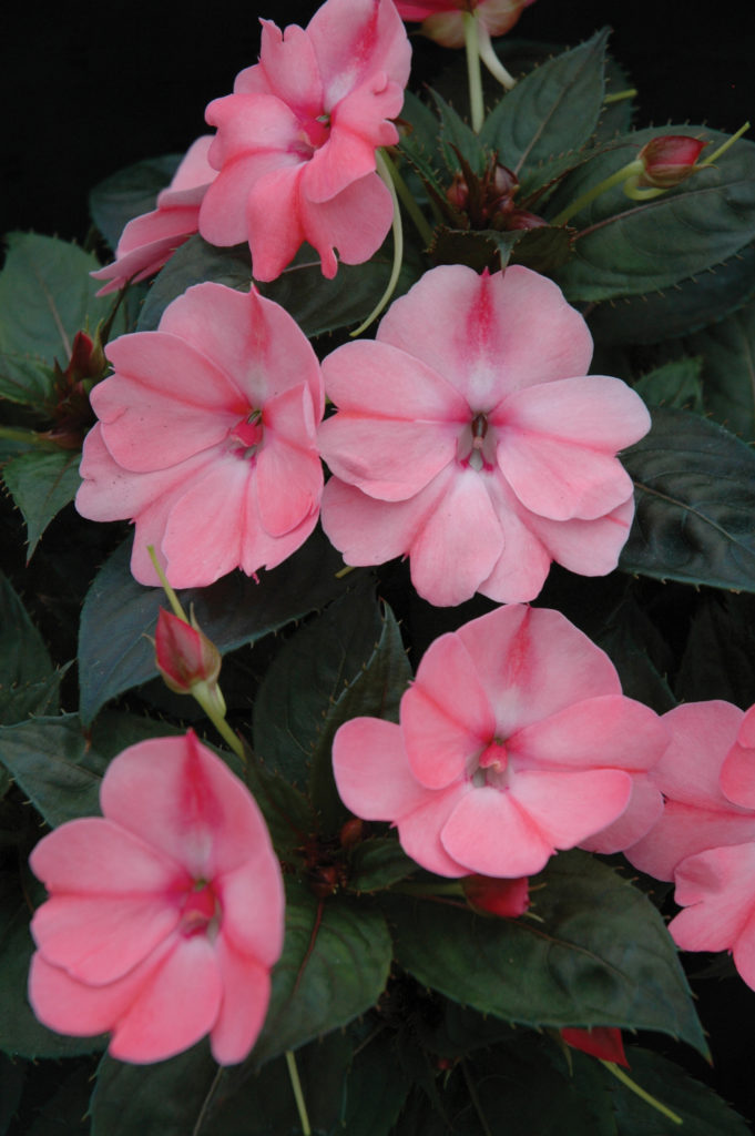 SunPatiens® Compact - Sakata Ornamentals