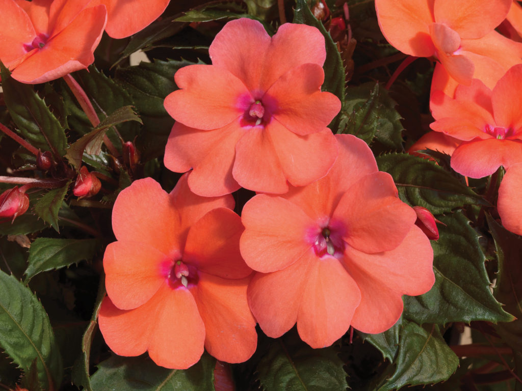 SunPatiens® Compact - Sakata Ornamentals
