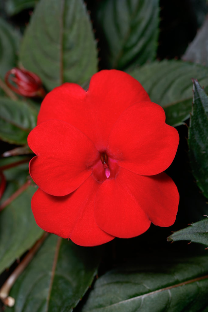 SunPatiens® Compact - Sakata Ornamentals