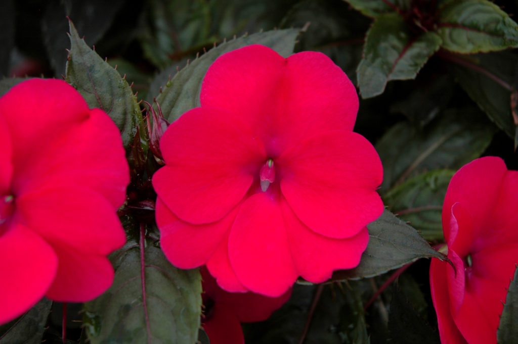 SunPatiens® Compact - Sakata Ornamentals