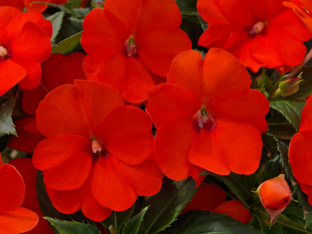 SunPatiens® Compact - Sakata Ornamentals