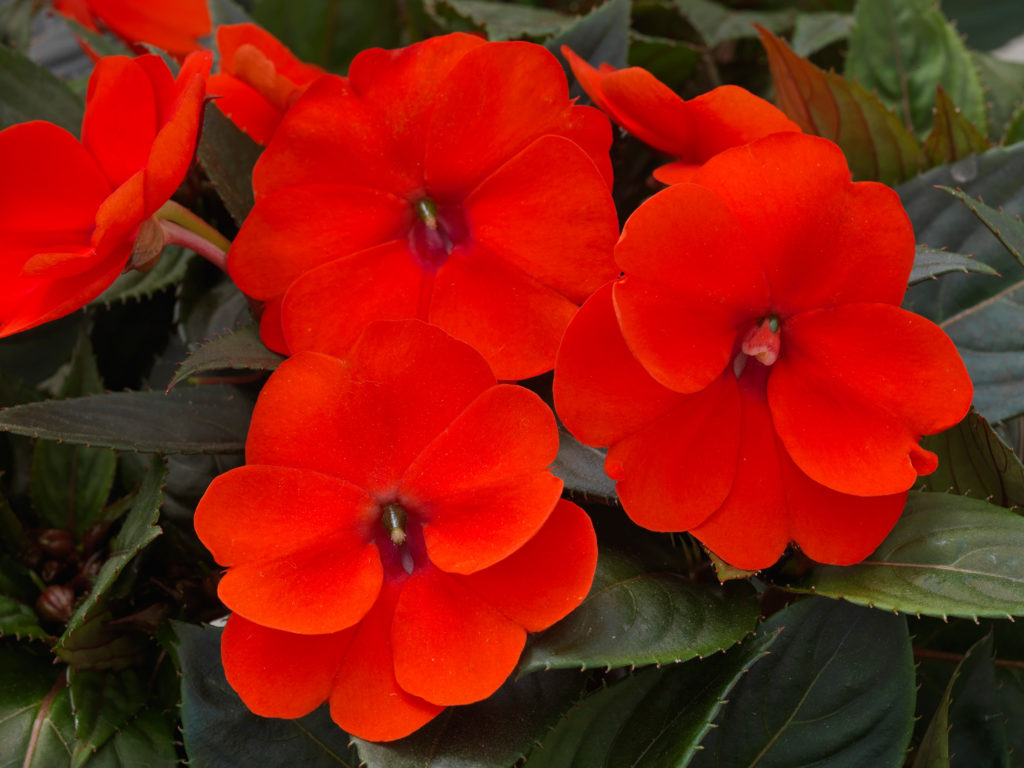 SunPatiens® Compact - Sakata Ornamentals