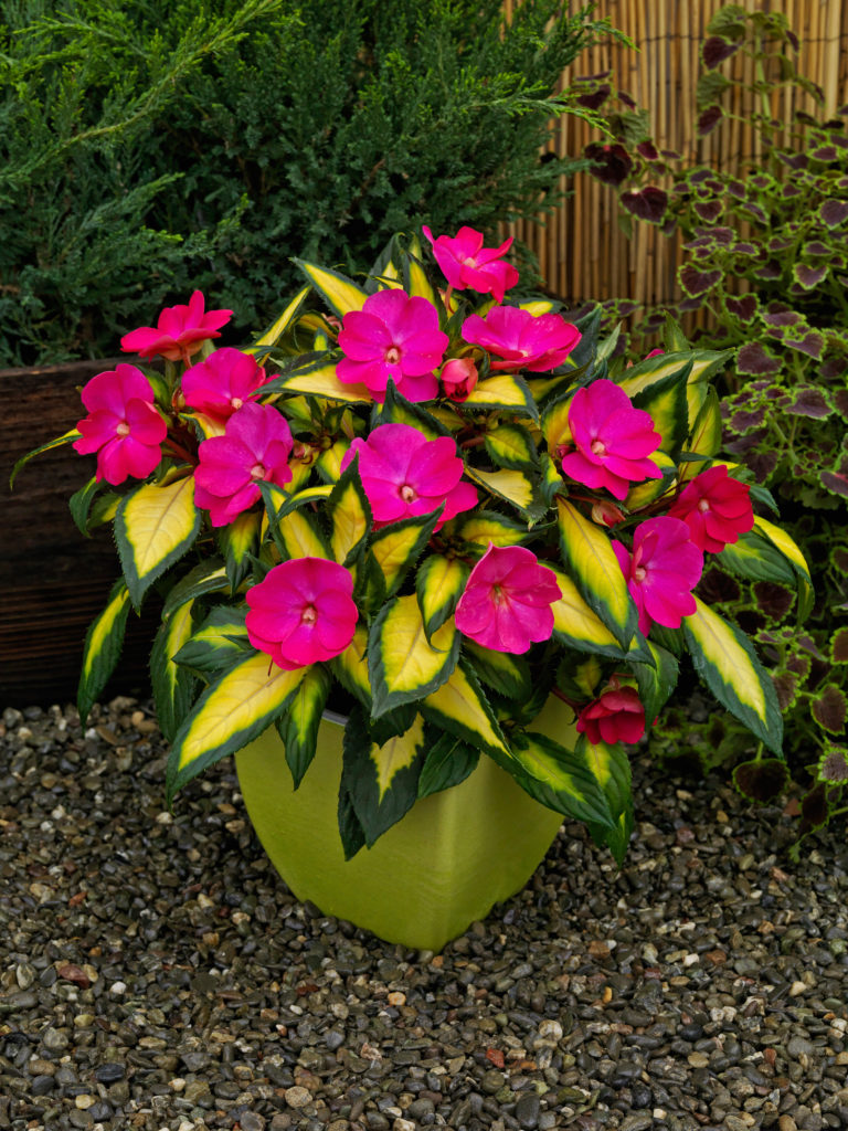 SunPatiens® Compact - Sakata Ornamentals