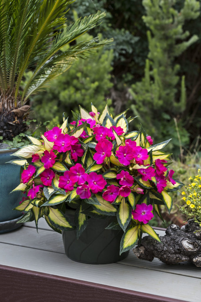SunPatiens® Compact - Sakata Ornamentals