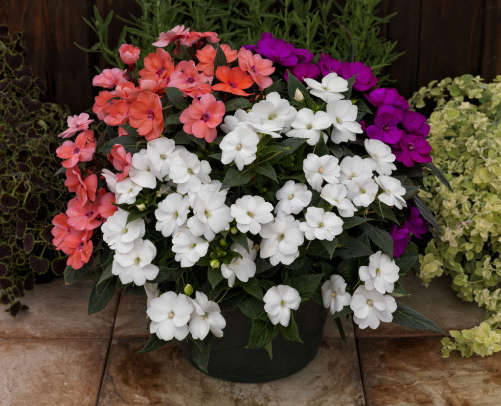 SunPatiens® Compact - Sakata Ornamentals