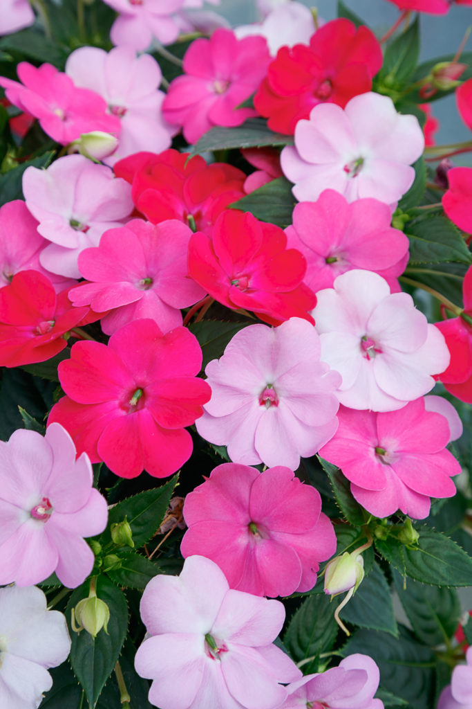SunPatiens® Compact - Sakata Ornamentals