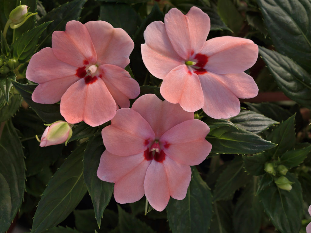 SunPatiens® Vigorous - Sakata Ornamentals