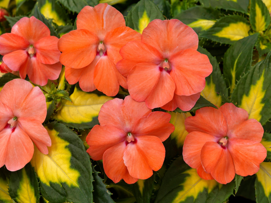 SunPatiens® Vigorous - Sakata Ornamentals