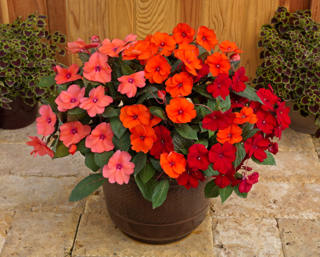 SunPatiens® Compact - Sakata Ornamentals