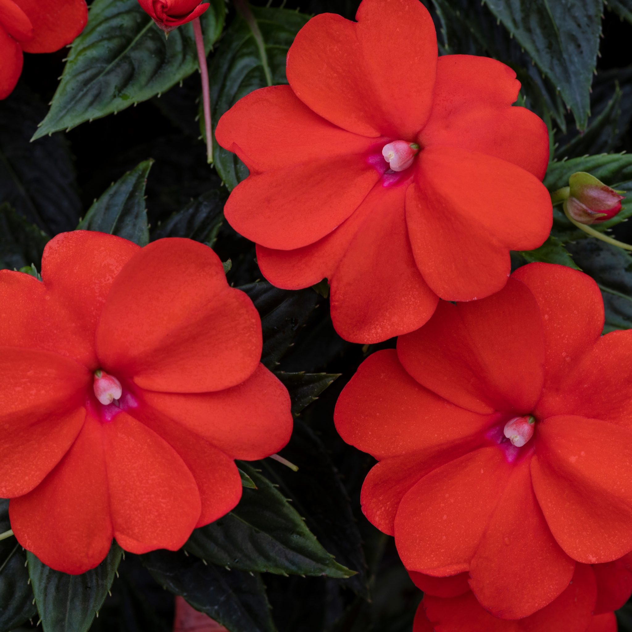 SunPatiens® Vigorous - Sakata Ornamentals