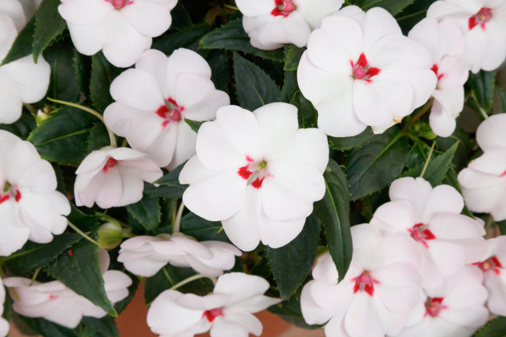 Sunpatiens Vigorous Sakata Ornamentals