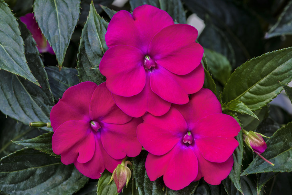 SunPatiens® Vigorous - Sakata Ornamentals