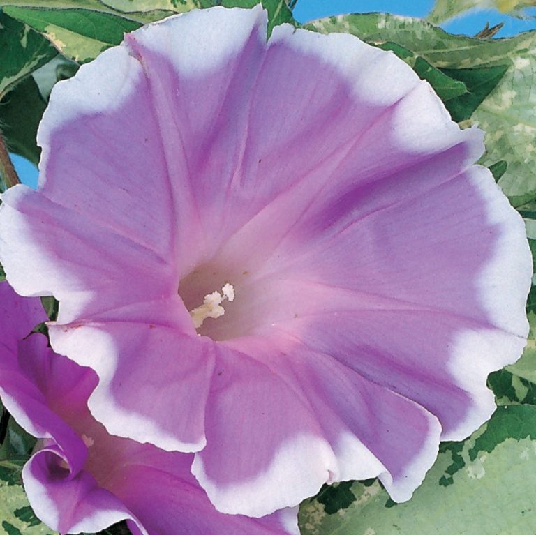 Sun Smile - Sakata Ornamentals